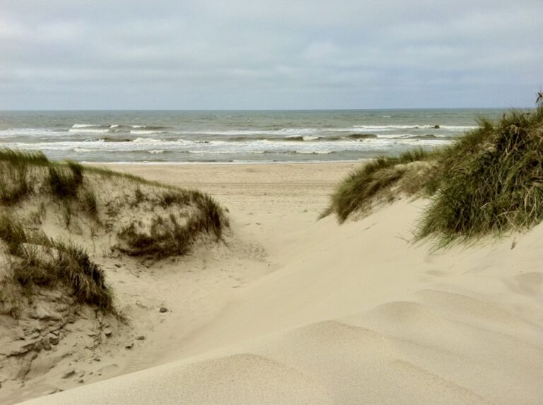 Küstendünen & Strandwall – Lebensraum Wattenmeer
