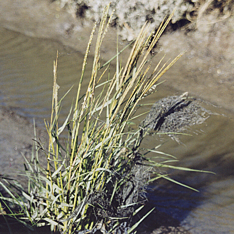 Vorland & Salzwiese – Lebensraum Wattenmeer