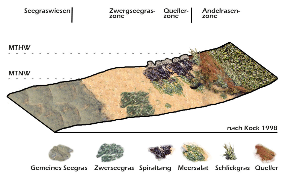 Vorland & Salzwiese – Lebensraum Wattenmeer