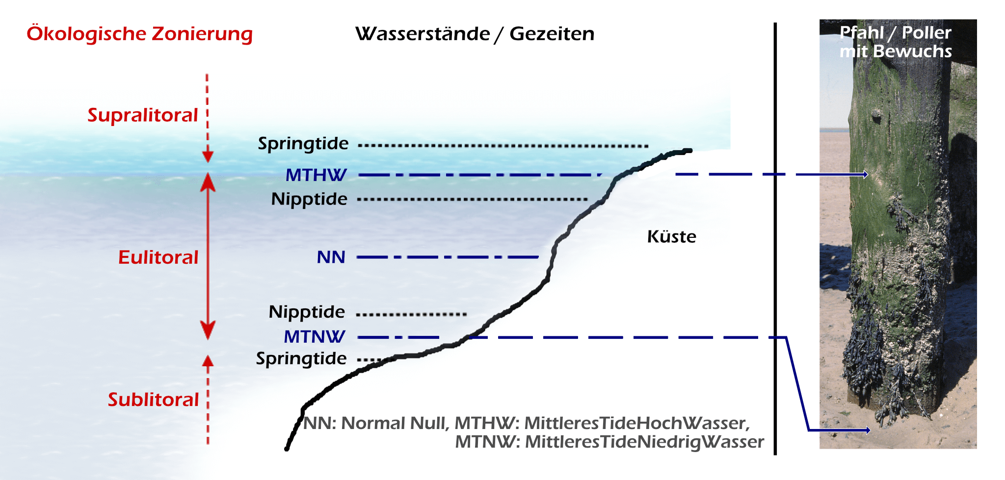 Spülsaum & Küstenlinie – Lebensraum Wattenmeer