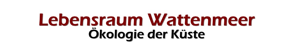 Vorland & Salzwiese – Lebensraum Wattenmeer